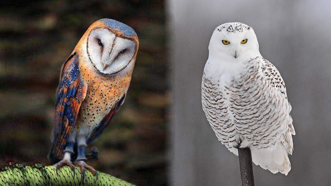 ¿Cuál es la especie de búho más grande que existe? - Todo sobre ...