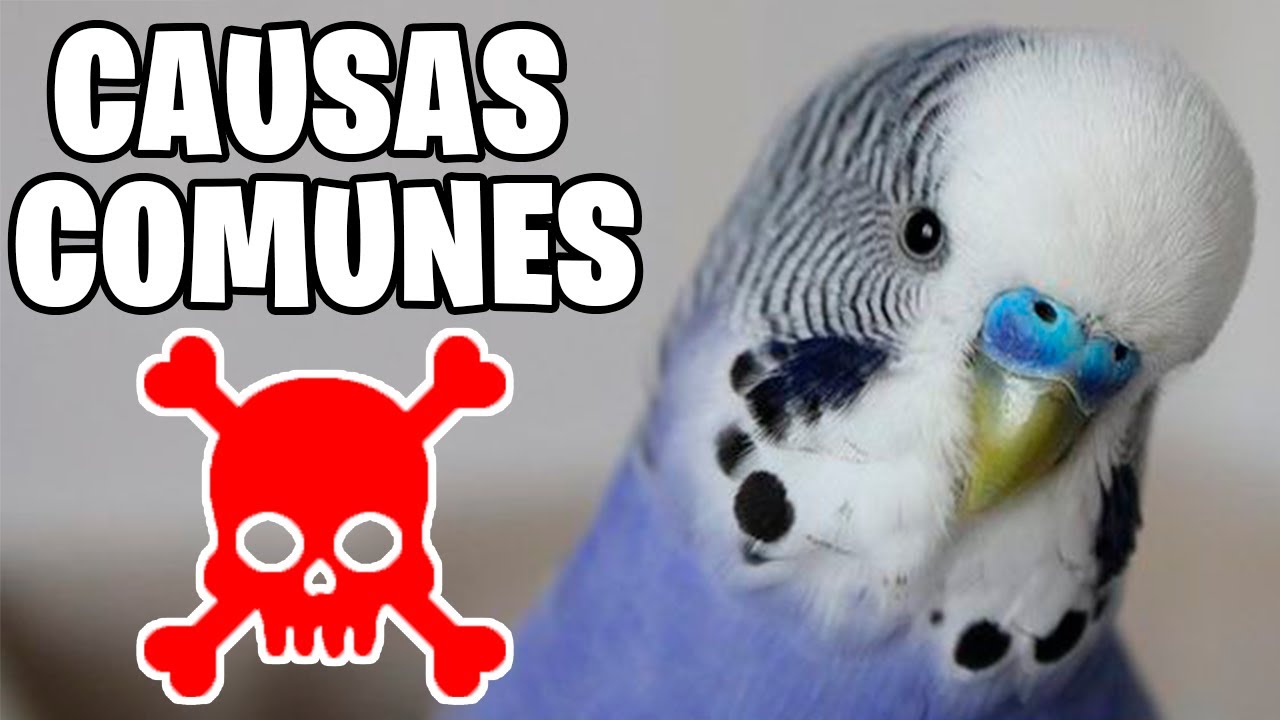 ¿Cuáles son las causas de mortalidad en los pericos? - Todo sobre ...