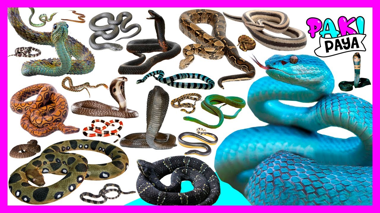 ¿Cuántas especies de serpientes existen? - Todo sobre Animales y Bichos