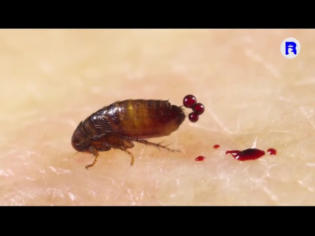 ¿Cuánto tiempo tarda en eclosionar un huevo de pulga? - Todo sobre ...