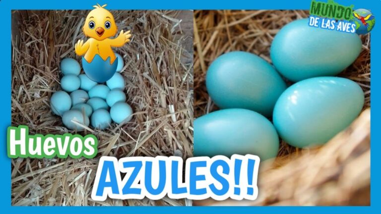 ¿De qué animal son los huevos azules? - Todo sobre Animales y Bichos