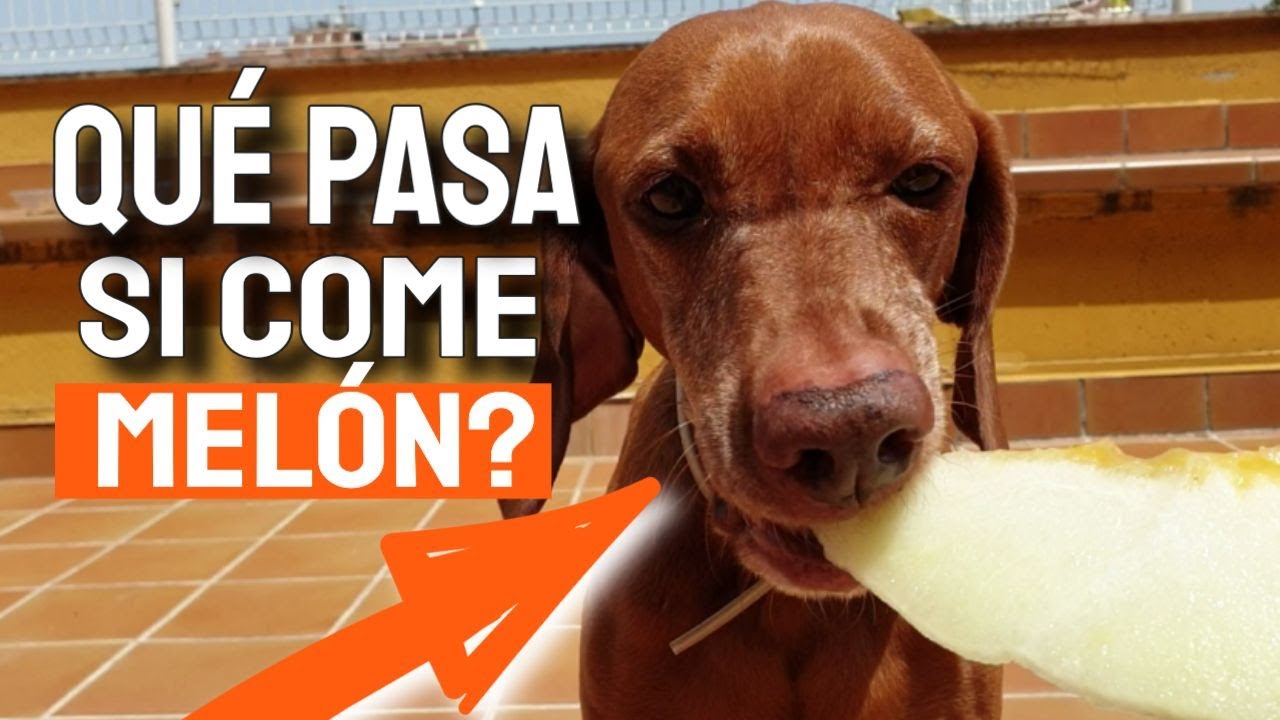 ¿Es seguro alimentar a los perros con melón? - Todo sobre Animales y Bichos