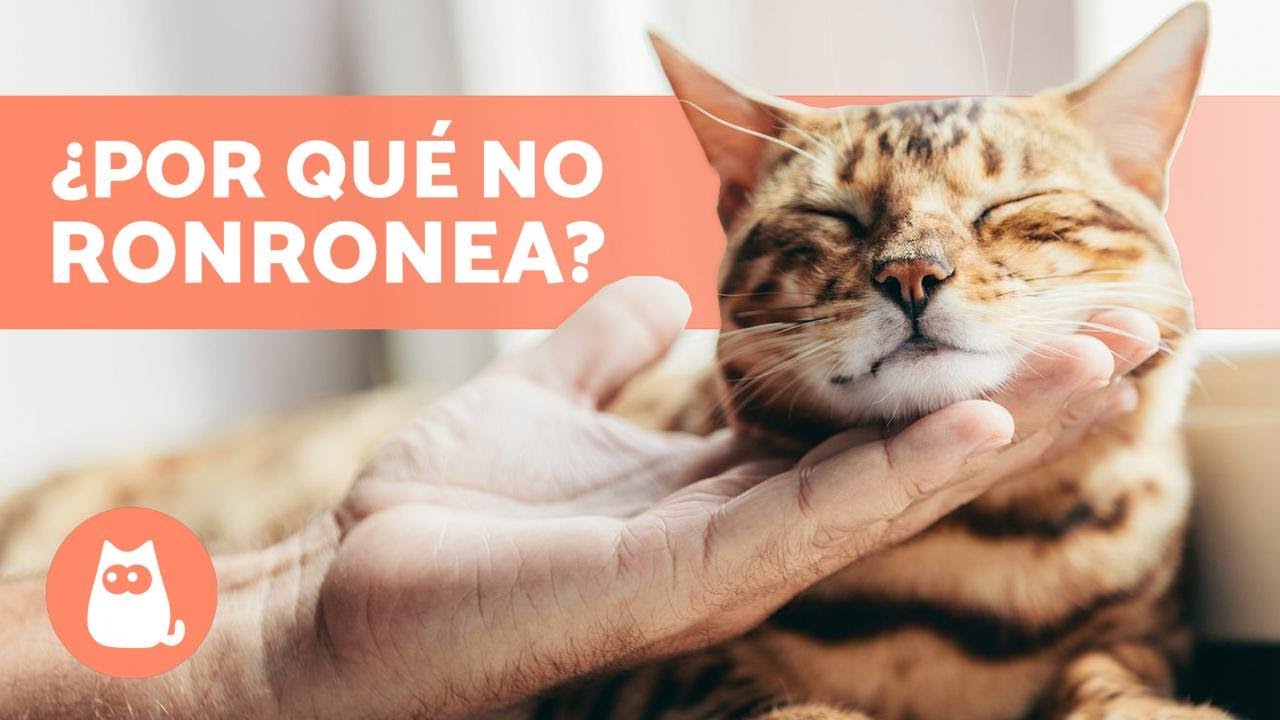 ¿Por qué mi gato no está ronroneando? - Todo sobre Animales y Bichos