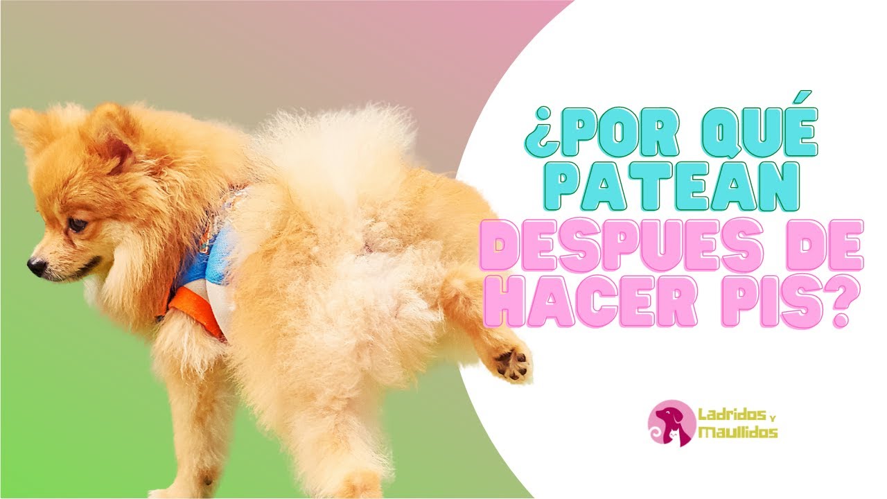 ¿Por qué mi perro patada hacia atrás? - Todo sobre Animales y Bichos