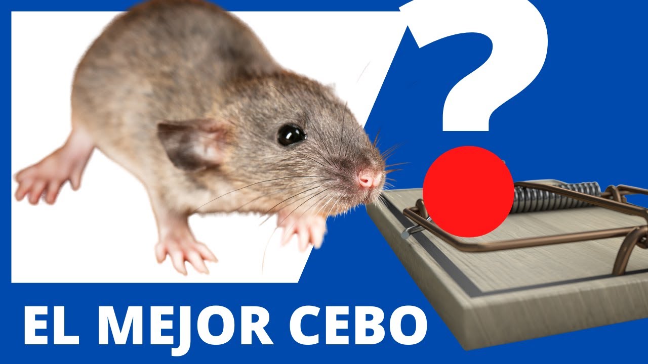 ¿Qué cebo usar para atrapar ratones? - Todo sobre Animales y Bichos
