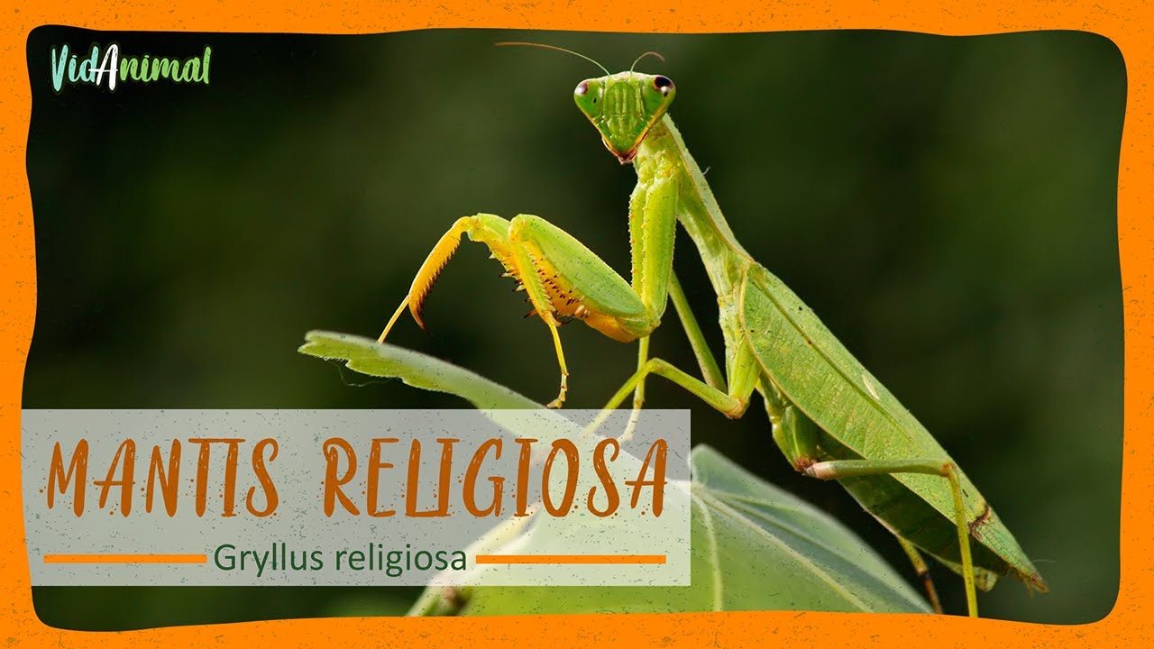¿Qué es una mantis religiosa y cuáles son sus características? - Todo ...
