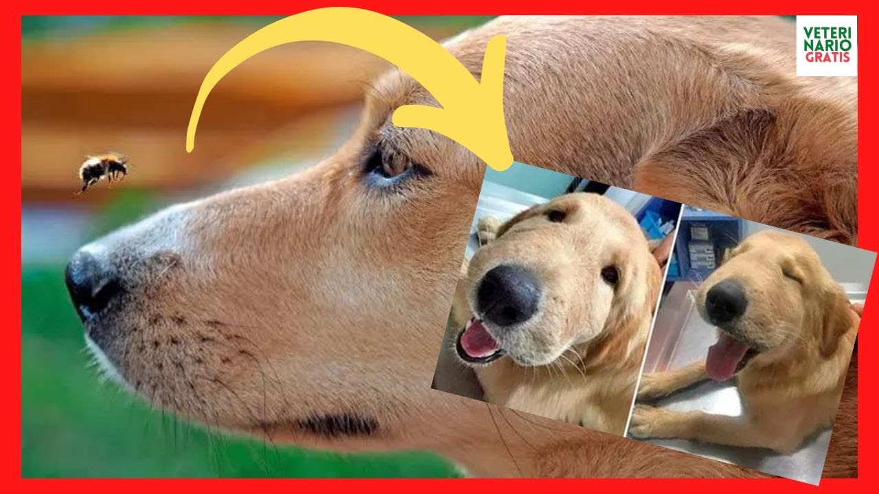 ¿Qué sucede si un perro es picado por una abeja? - Todo sobre Animales ...