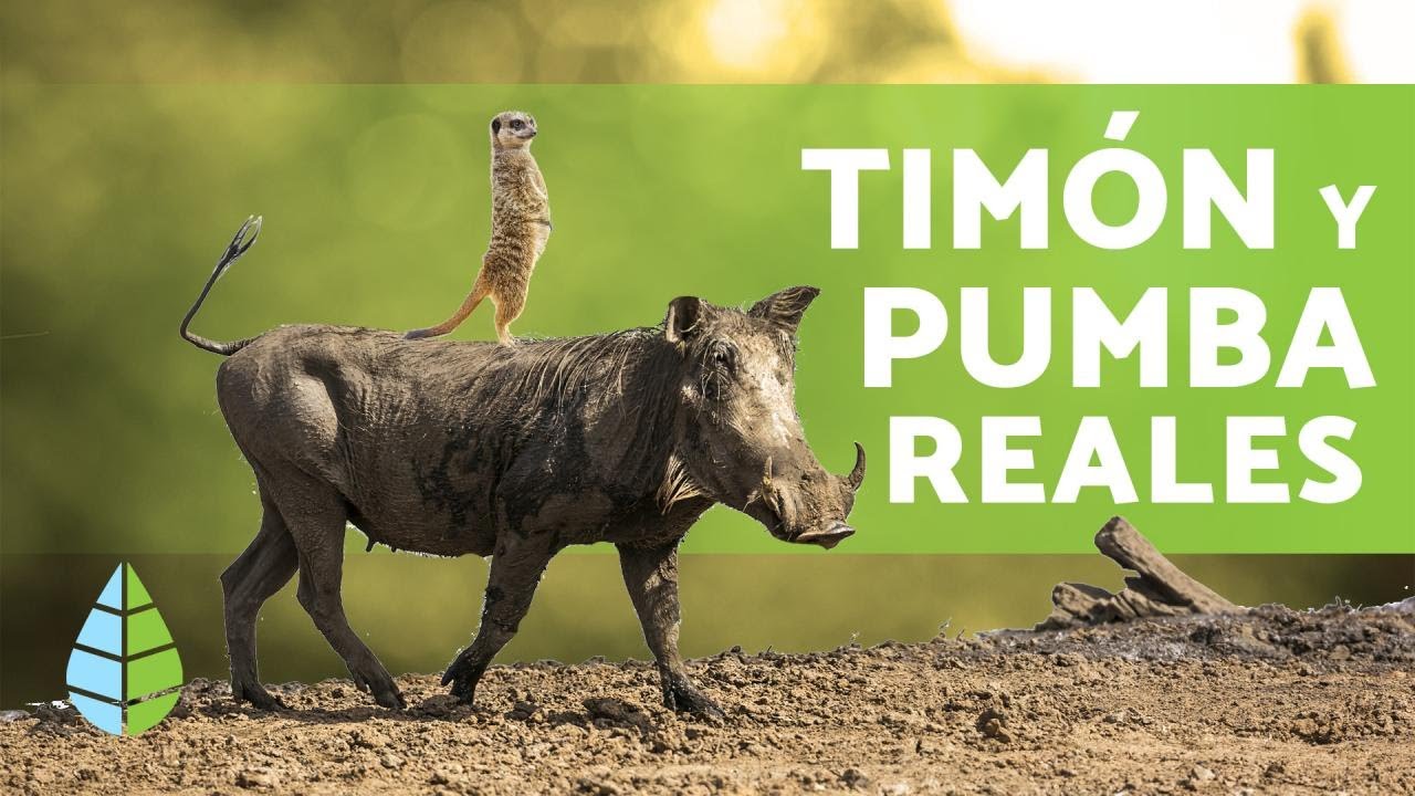 ¿Qué tipo de animal es Pumba en El Rey León? - Todo sobre Animales y Bichos