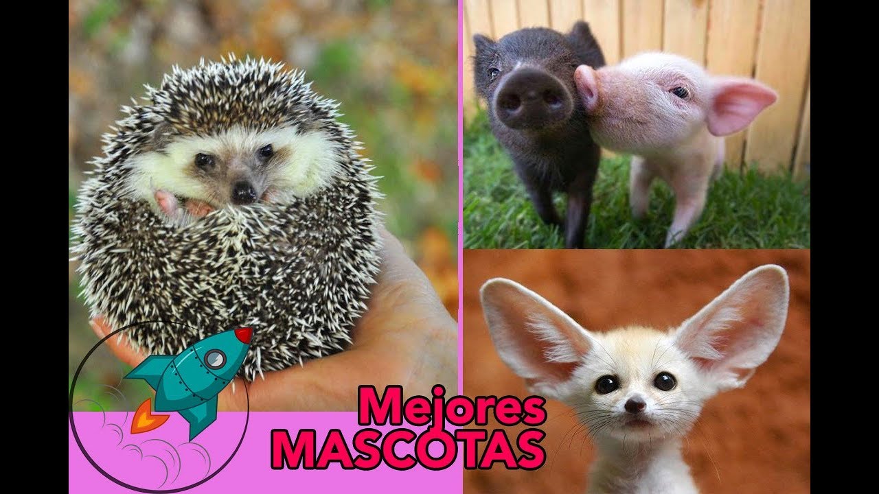 ¿Qué tipos de animales son adecuados como mascotas? - Todo sobre ...