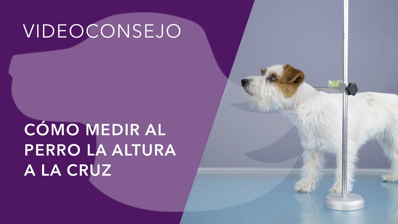 Altura de la cruz en perros: ¿Qué considerar y cómo medirla ...