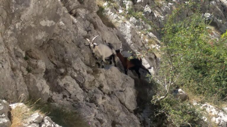 Cabras montesas en los Picos de Europa - Todo sobre Animales y Bichos