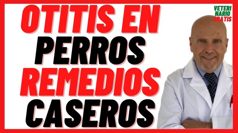 Cómo eliminar la infección por hongos en las orejas de los perros ...