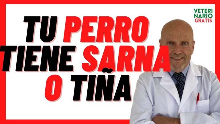 Cómo identificar si mi perro tiene sarna - Todo sobre Animales y Bichos
