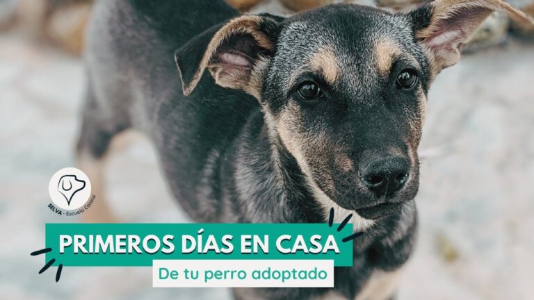 Cómo integrar un perro adoptado en tu hogar - Todo sobre Animales y Bichos