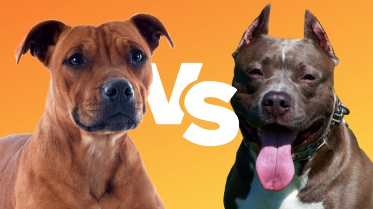 Cruce entre American Stanford y Pitbull - Todo sobre Animales y Bichos