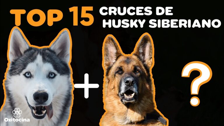 Diferentes razas de lobos siberianos - Todo sobre Animales y Bichos