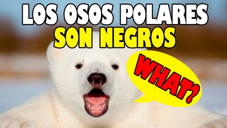 El pelaje blanco de los osos polares - Todo sobre Animales y Bichos