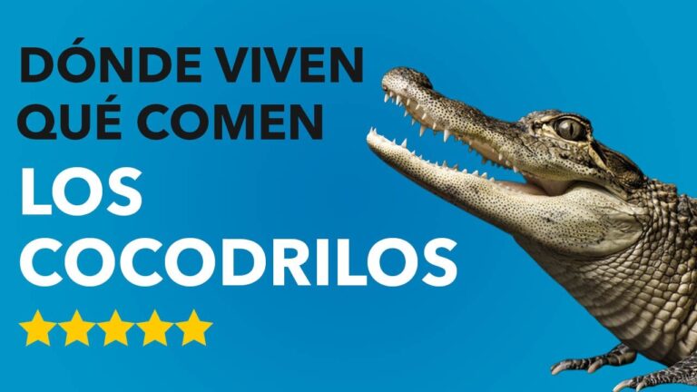 La vida de los cocodrilos: características y comportamiento - Todo ...