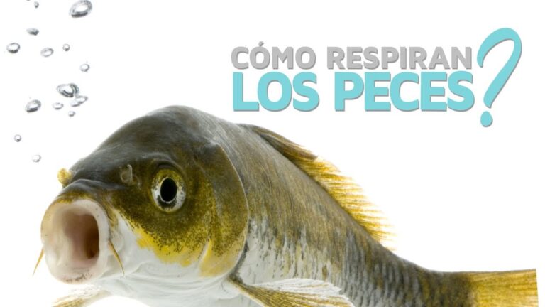 Localización de las branquias de los peces - Todo sobre Animales y Bichos