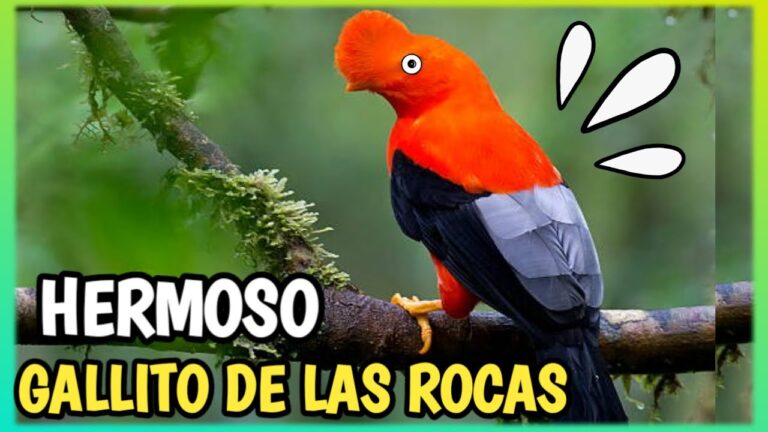 Nombre científico del gallito de las rocas: Rupicola peruvianus - Todo ...