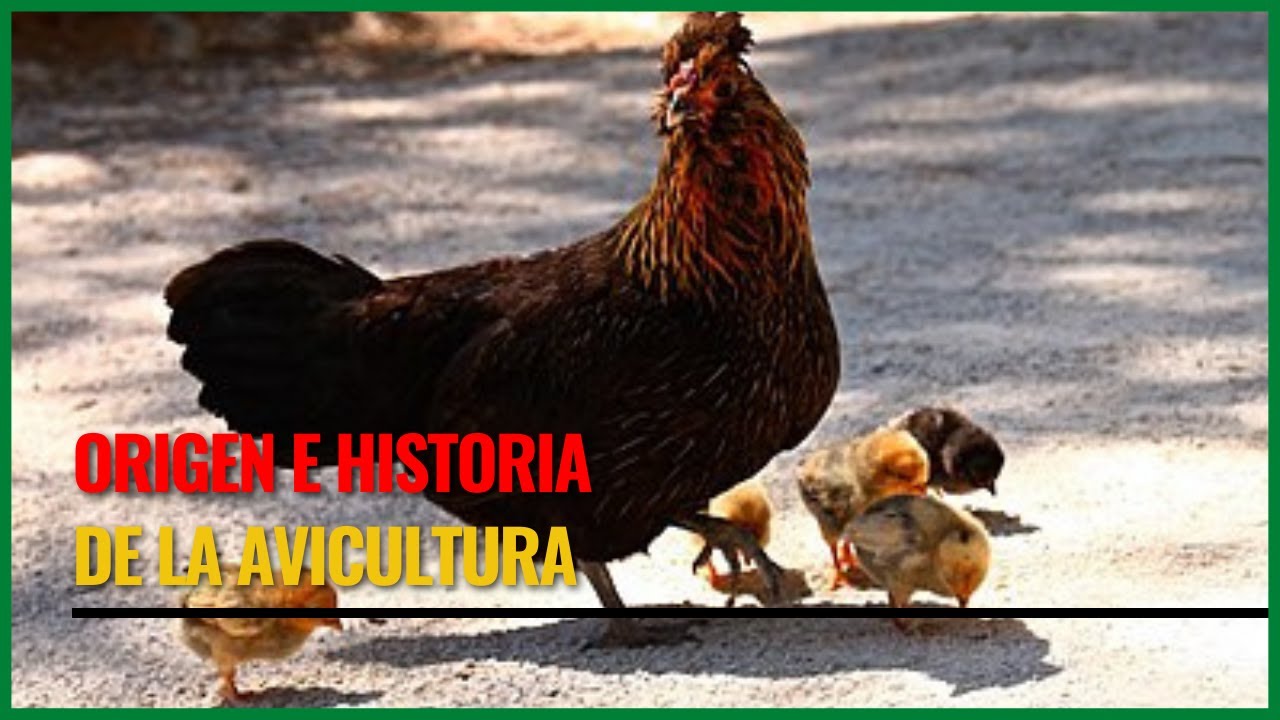 Origen del pollo: ¿De dónde proviene este animal domesticado? - Todo ...