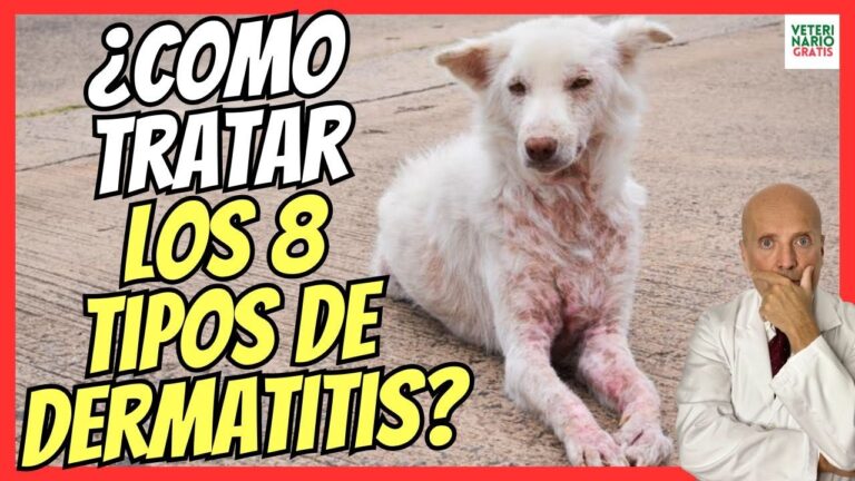 Tratamiento de la dermatitis por hongos en perros - Todo sobre Animales ...