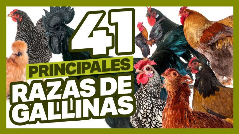 Variedades de gallinas domésticas en todo el mundo - Todo sobre ...
