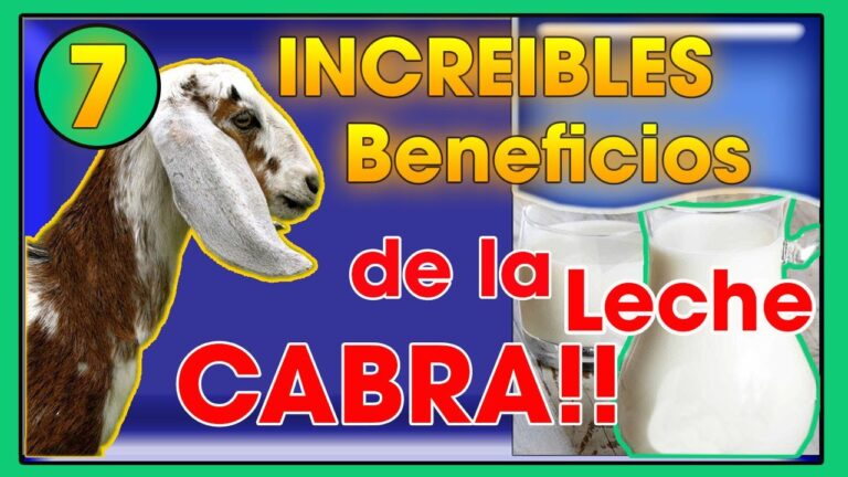 Ventajas de consumir leche de cabra - Todo sobre Animales y Bichos