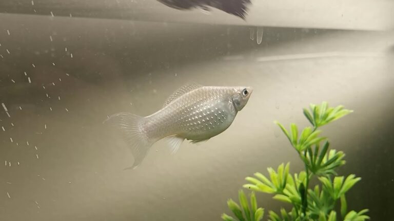 Cómo detectar si mi pez molly está preñado - Todo sobre Animales y Bichos