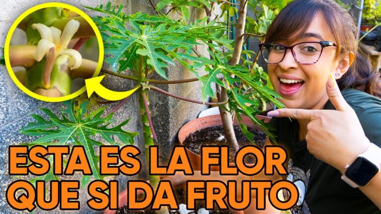 Diferencias entre el árbol de papaya macho y hembra - Todo sobre ...