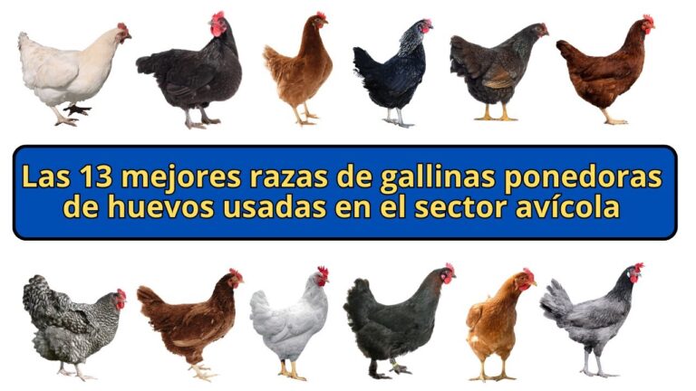 Razas de gallinas para criar en el corral - Todo sobre Animales y Bichos